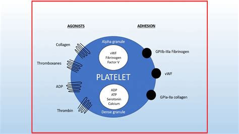 Platelet Disorders Xececlpptx Mansour Pptx