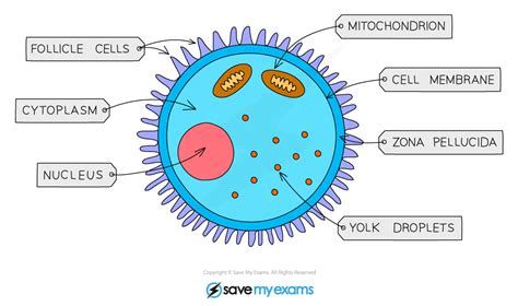 Organisation Of Cells Cie Igcse Biology Revision Notes 2023