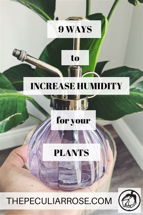 Ways To Increase Humidity For Your Plants Artofit