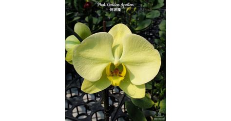 Орхидея Phal. Golden Apollon - купить, доставка Украина