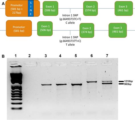 A Equine Mstn Gene Structure In Thoroughbred Horses 1 Note The
