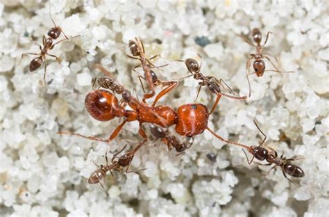Argentine Ants Fighting Harvester Ant Applied Biological Control Research
