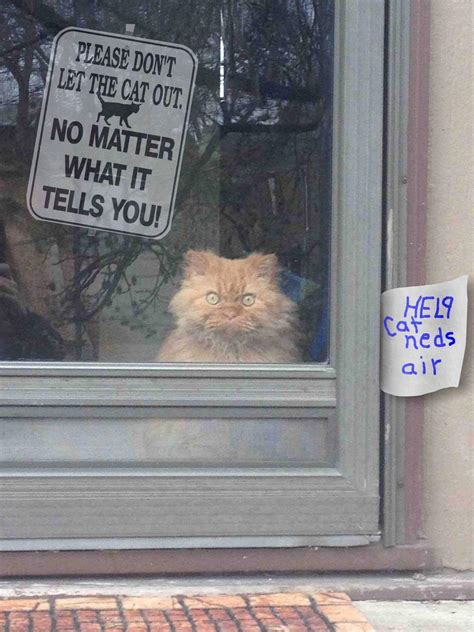 Please Dont Let The Cat Out No Matter What It Tells You — Ned Martin
