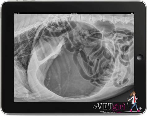 Transitioning To Veterinary Emergency Medicine Vetgirl Veterinary Ce Blog