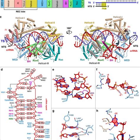 Overall Structure Of Cas12i2crrnadna Ternary Complex And The Crrna Download Scientific