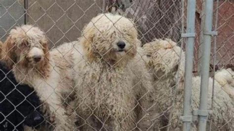 Le Mapaq Enquête Sur Une Possible Usine à Chiens à Pointe à La