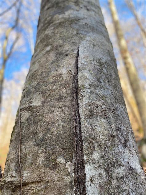 Frost Crack When You Know Its Cold Claiborne Progress
