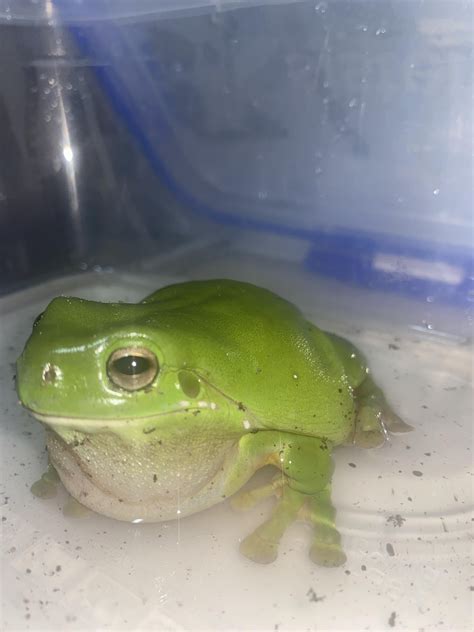 Enlarged Vocal Sac Rfrog