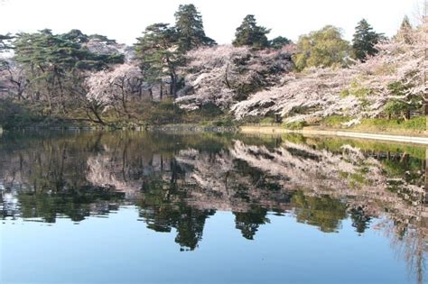大宮公園 私のベスト桜写真 1 さいたま日記
