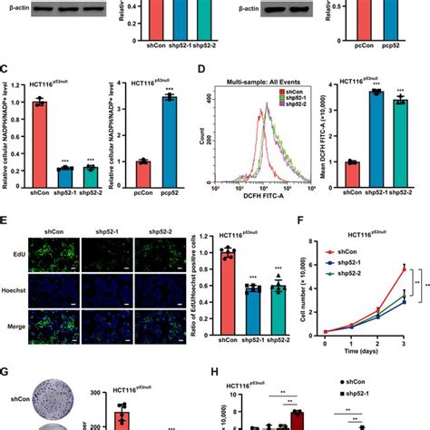 p52 zer6 regulation on g6pd ppp occurs in a p53 independent manner a b
