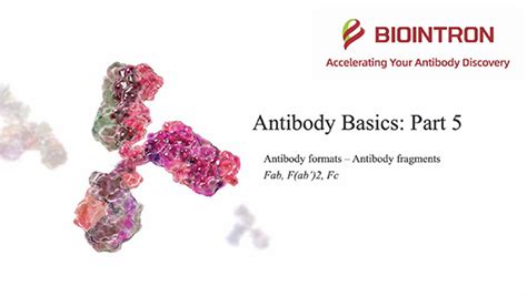 Antibody Basics Part 5 Exploring Antibody Fragments Fab Fab2 Fc