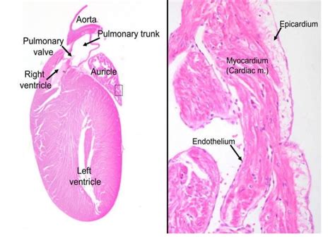 Histology Of Cardiovascular System Pdf