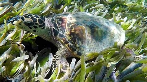 Seychelles Successful Campaign To Protect Its Seagrass The Pew