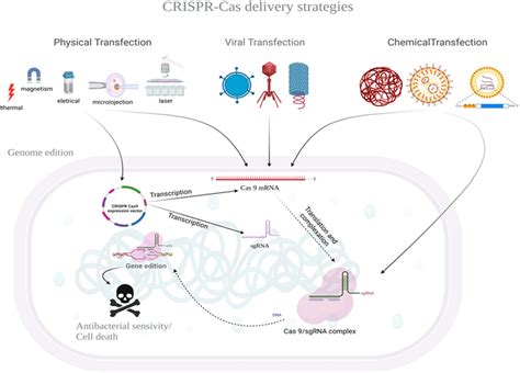 CRISPR Cas Delivery Strategies Figure Created With The Support Of