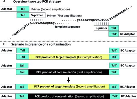 Scheme Of A Standard Two Step Pcr Approach In A Two Step Pcr Strategy