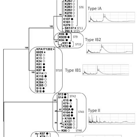 dendrogram of concatenated housekeeping gene sequences from isolated