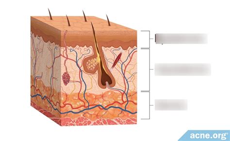 Basic Structure Of The Skin Diagram Quizlet