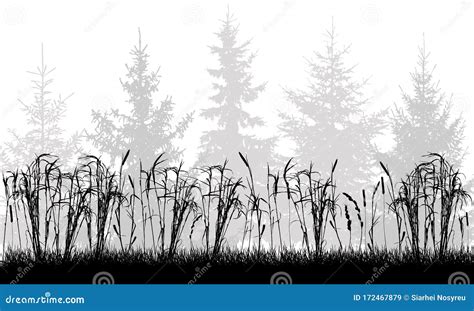Silhouette Of Grassland On Background Of Fir Trees Vector Illustration