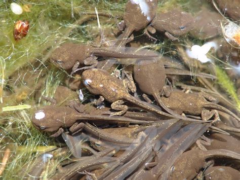 70 Free Tadpole And Nature Images Pixabay
