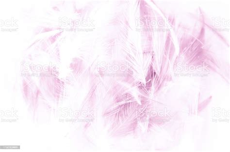 아름 다운 추상 화려한 흰색과 분홍색 빛 깃털 벽 패턴 질감 배경 및 벽지 아트 검은색에 대한 스톡 사진 및 기타 이미지