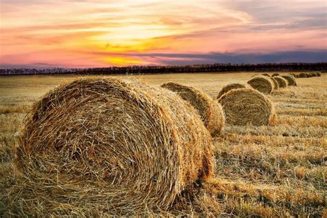 Hay For Sheep: What's The Best Option? - SheepCaretaker