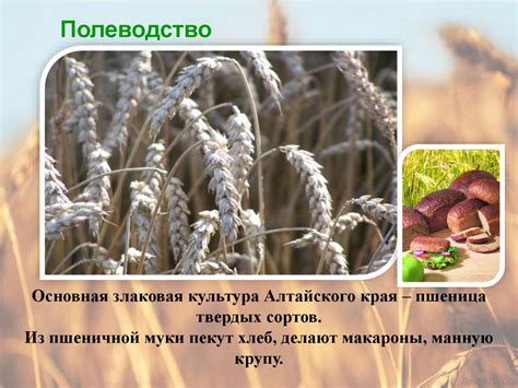 Растениеводство в Алтайском крае презентация онлайн