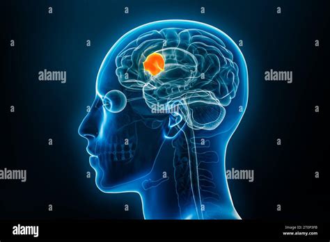 Brocas Area X Ray 3d Rendering Illustration On Blue Background Human