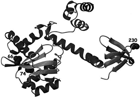 3d Model Of Hiv 1 In Model Of The Structure Of The In Enzyme With Download Scientific Diagram