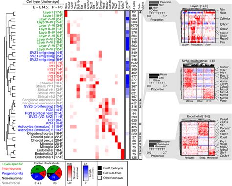 Characterization Of Cell Types In The Developing Cortex Cell Types Characterization Of Cell Types In The Developing Cortex Cell Types