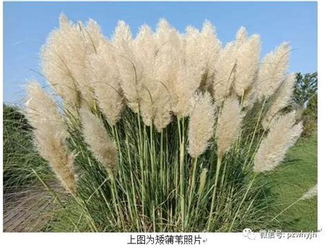 小园香径偏爱矮蒲苇顿悟 银白色