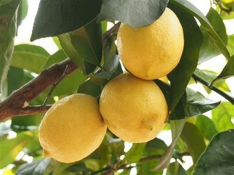 How To Grow A Lemon Tree In A Pot 24 Haber
