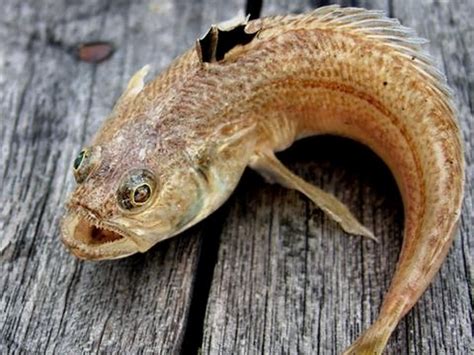 Преглед на регионалния печат Отровни риби дебнат в Черно море