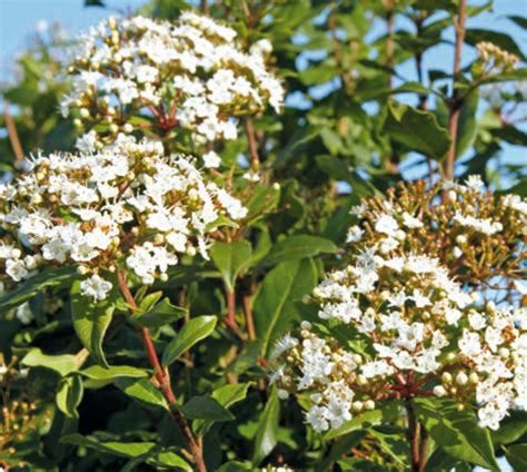 Laurier Tin Giganteum Jardi Pradel Jardinerie Et Fleuriste à