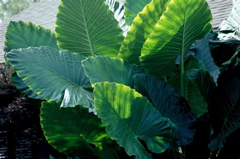 Elephant Ear Plant Varieties