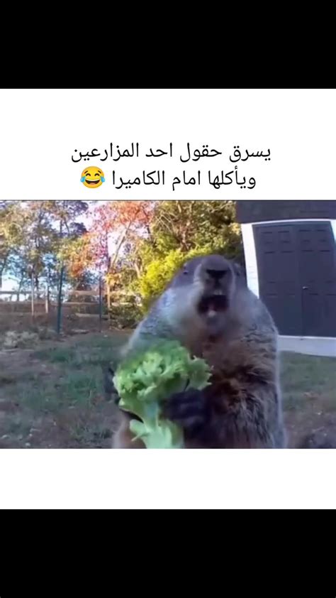 عبد الرحمن قزاز