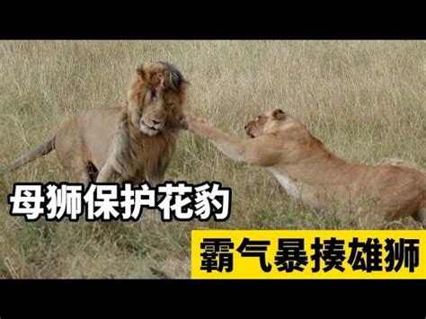 雄狮猎杀花豹母狮挺身而出保护花豹并暴揍雄狮 YouTube