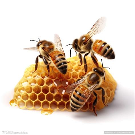 蜜蜂 摄影图昆虫生物世界摄影图库昵图网