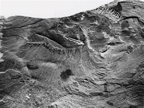 Are Fossils Just Rocks Shaped Like Bones The Institute For Creation