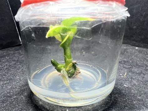 Tissue Cultured Insulin Plant Costus Igneus Rpropagation