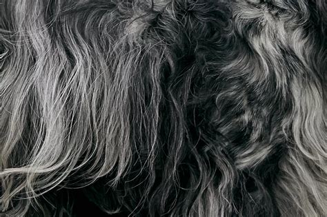 Cocker Spaniel Inglés Características Y Cuidados De La Raza Canina