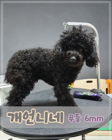개언니네 파주애견일산애견내유동애견미용 푸들 미용 6mm클리핑 강아지클리핑 네이버 블로그