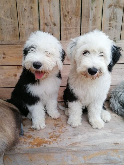 Bobtail Pups From Pollies Bobtails