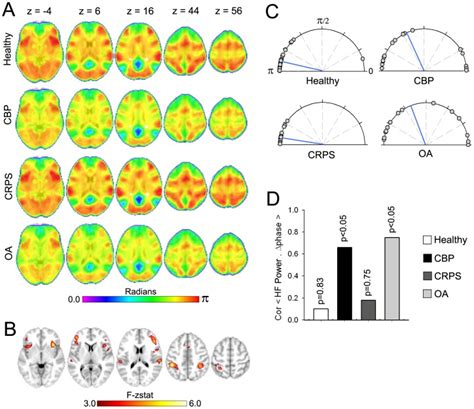 a brain maps show the group voxelwise average phase differences download scientific diagram
