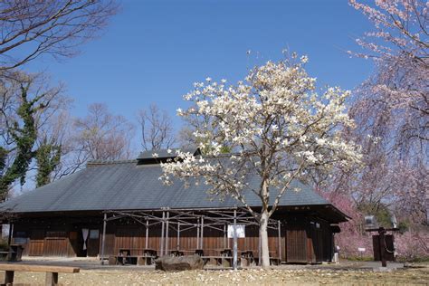 天平の丘公園の春 写真帖・あの日あの時
