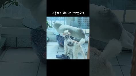 붕가인형은 내가 직접 꺼낸당 wirefoxterrier 와이어폭스테리어 강아지쇼츠 YouTube
