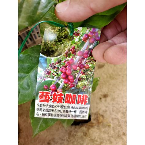 李家果苗 藝妓咖啡 3吋盆 其他果樹 實生苗 咖啡苗 高度20 30公分 單價460元 特價420元 蝦皮購物