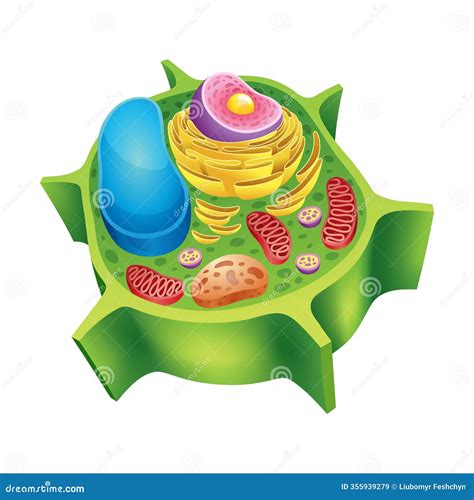 Vector Illustration Of The Plant Cell Anatomy Structure Educational