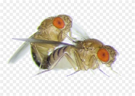 Frisky Female Fruit Flies Become More Aggressive Towards Fruit Fly