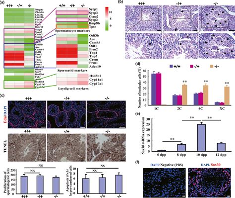 Germ‐cell Meiosis And Differentiation Is Abnormal In Testes Of