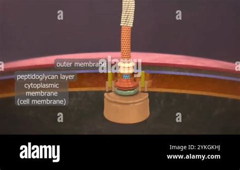 The Flagellum Is A Tail Like Structure That Enables Bacterial Movement Through Liquids Stock